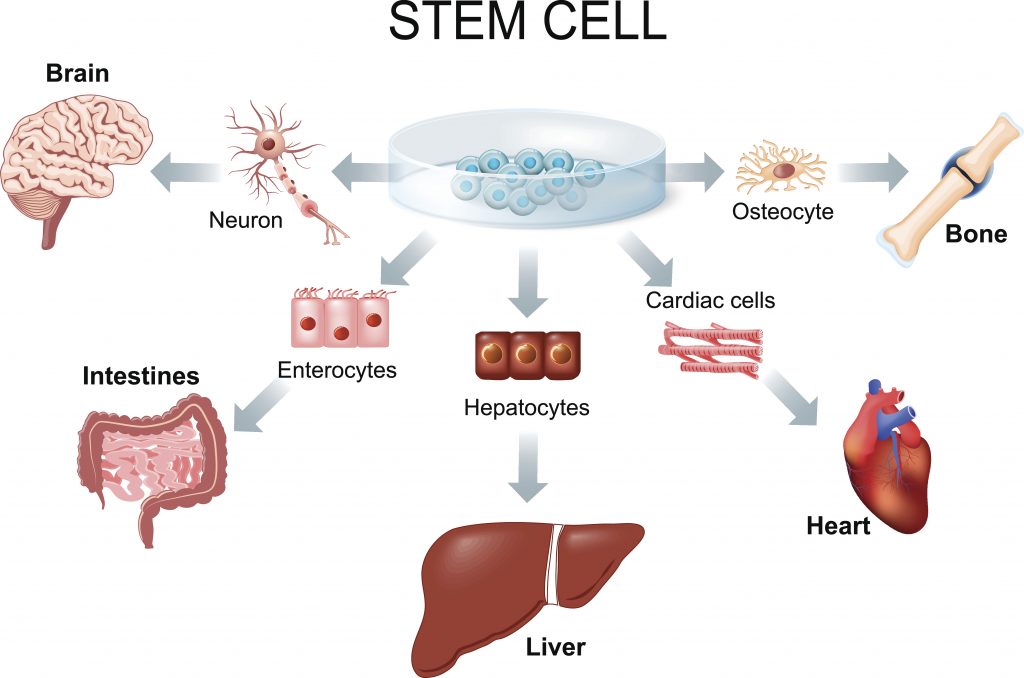 Stem Cell Therapy - TNT Stem Cell